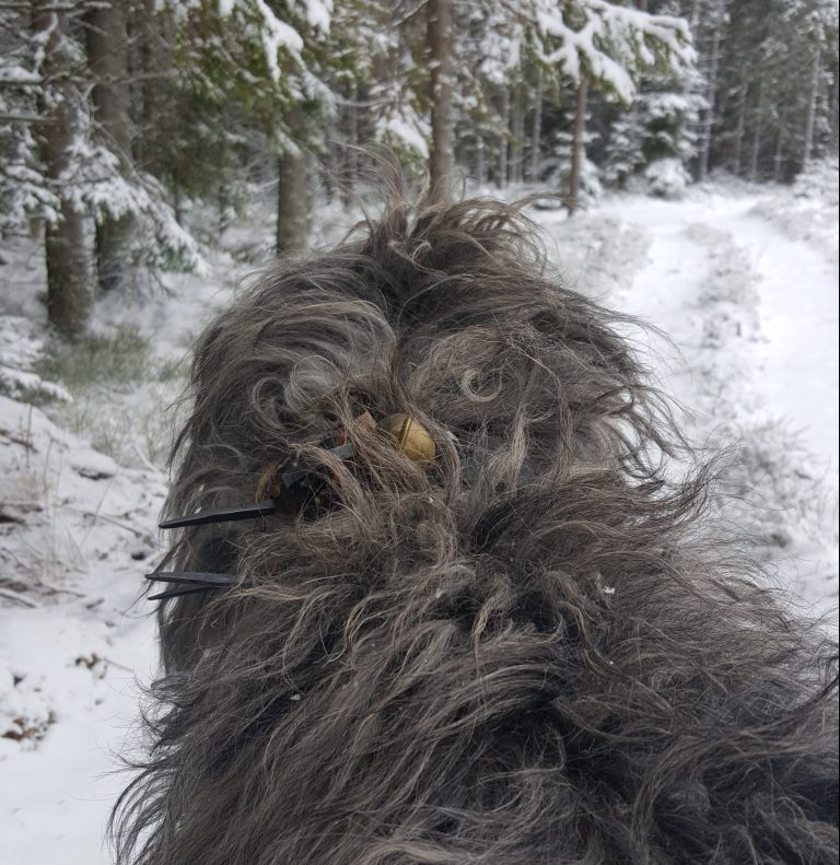 Exploring the medieval hunt